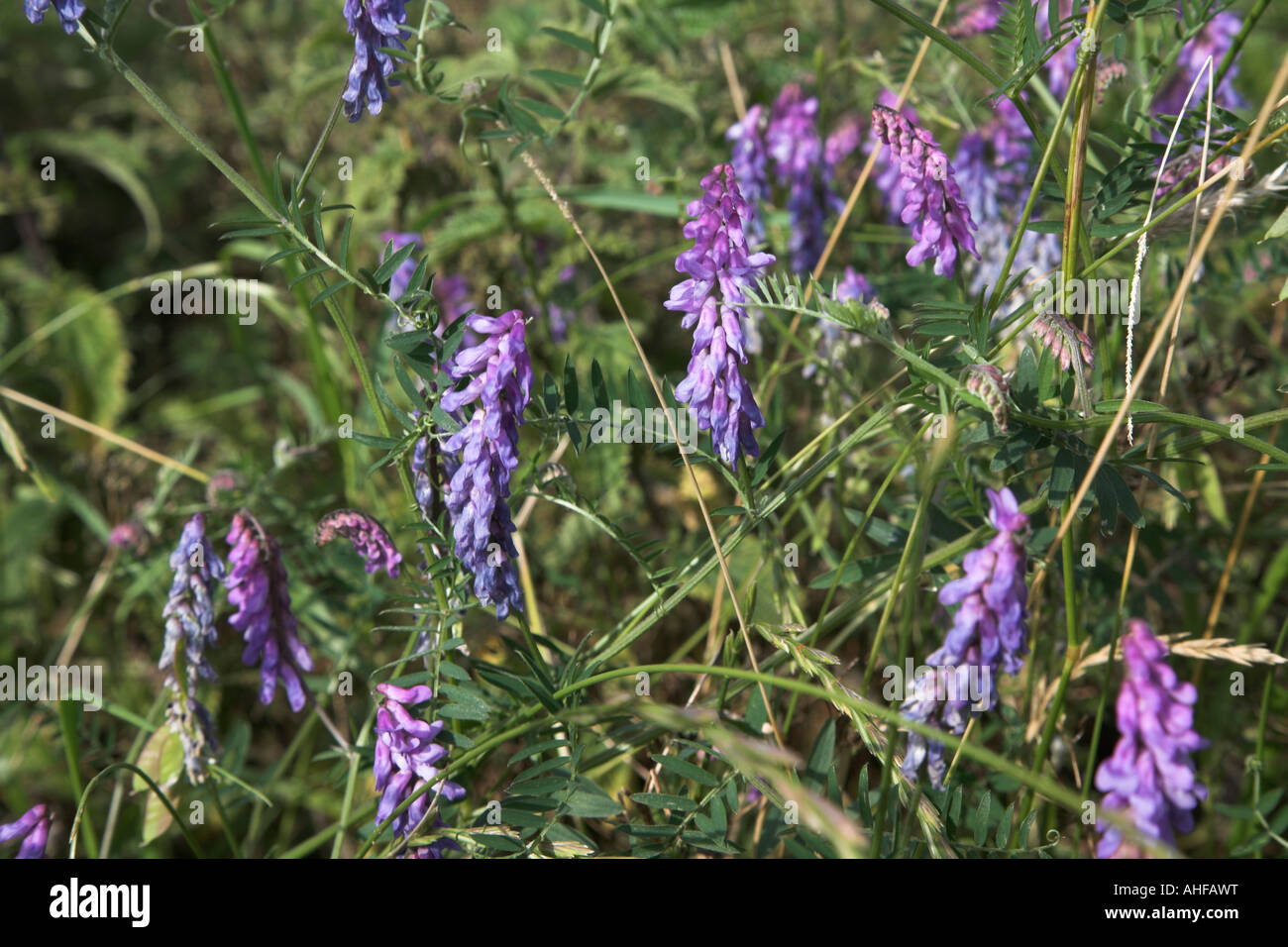 Tufted vetch plant flowers, Vicia Cracca, Suffolk coast, England, UK ...
