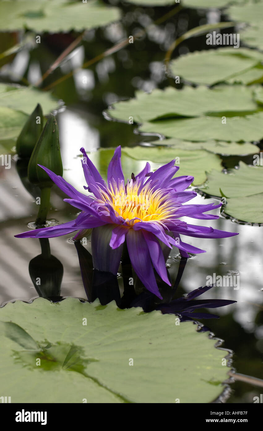 Water Lily Nymphaea Midnight Stock Photo - Alamy