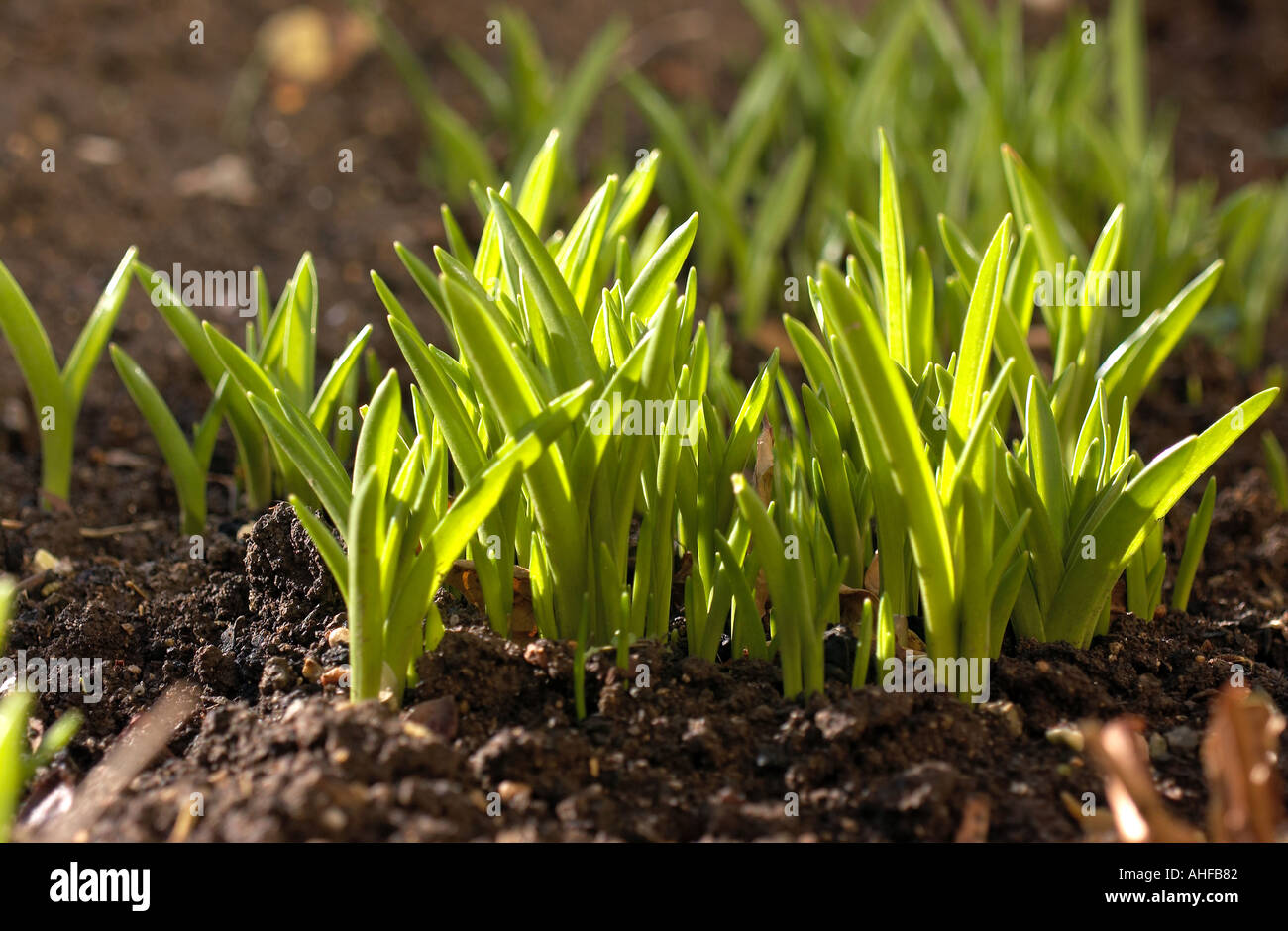 New Plant Growth Stock Photo - Alamy