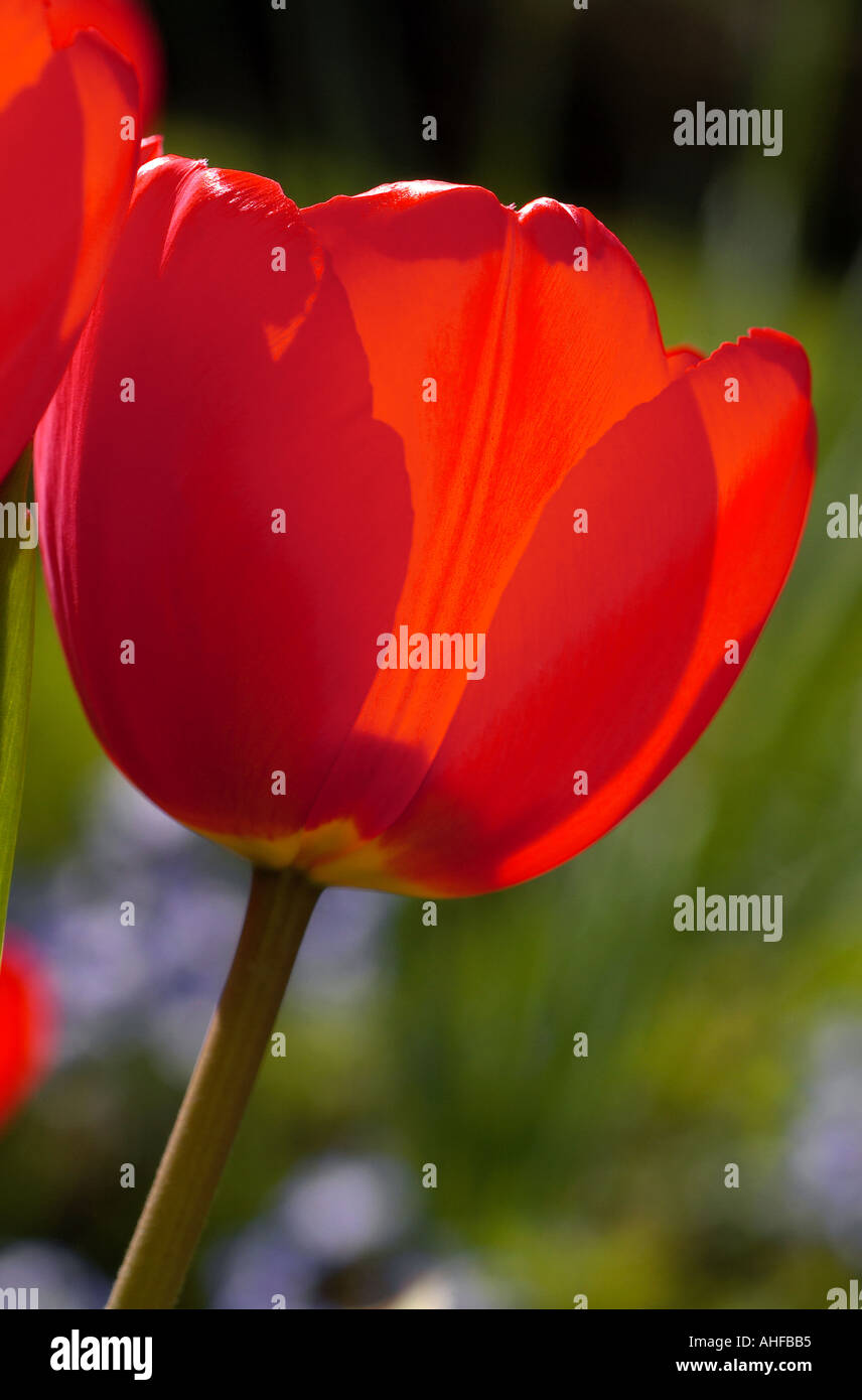 Single Red Tulip Stock Photo - Alamy