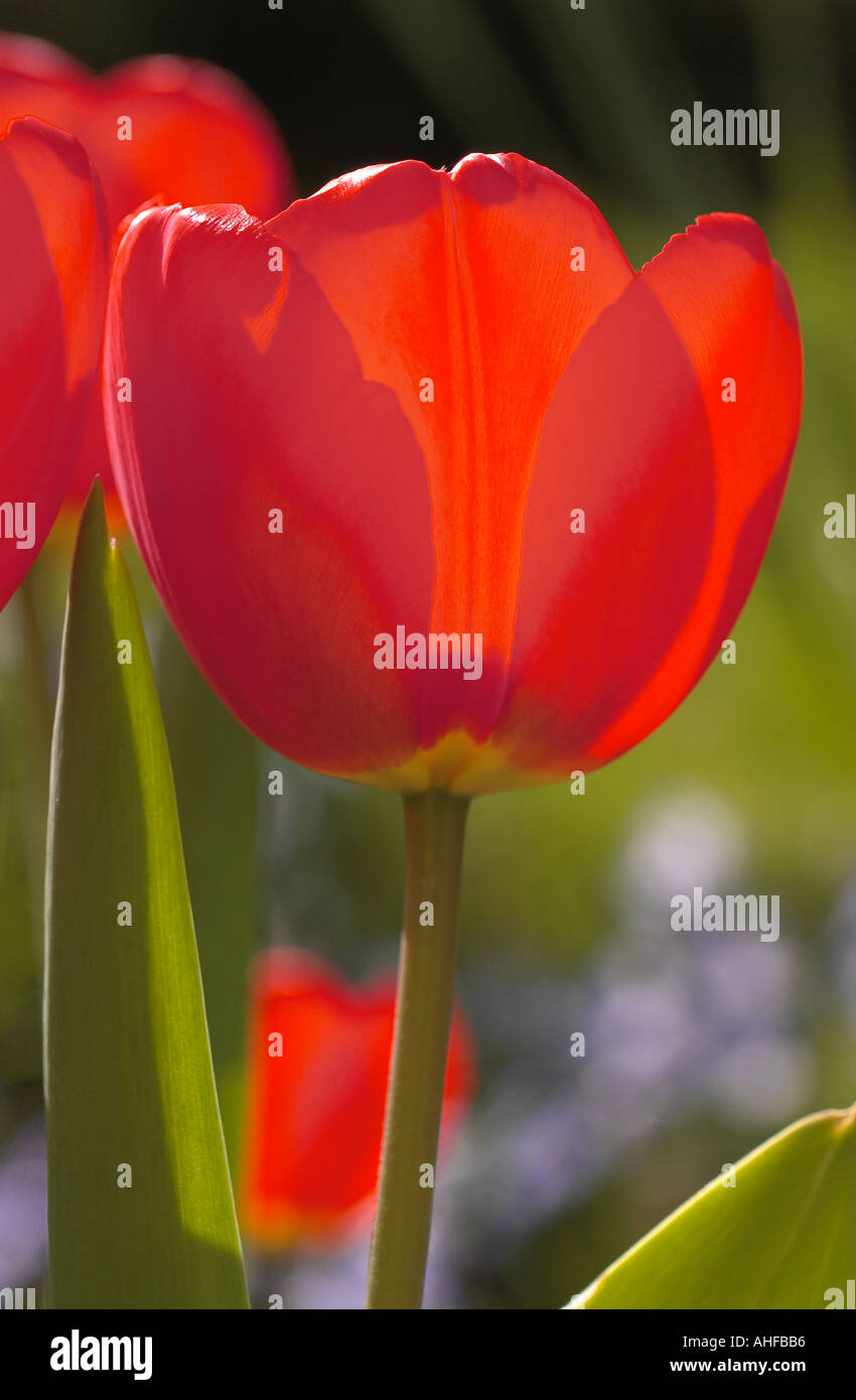 Single Red Tulip Stock Photo - Alamy