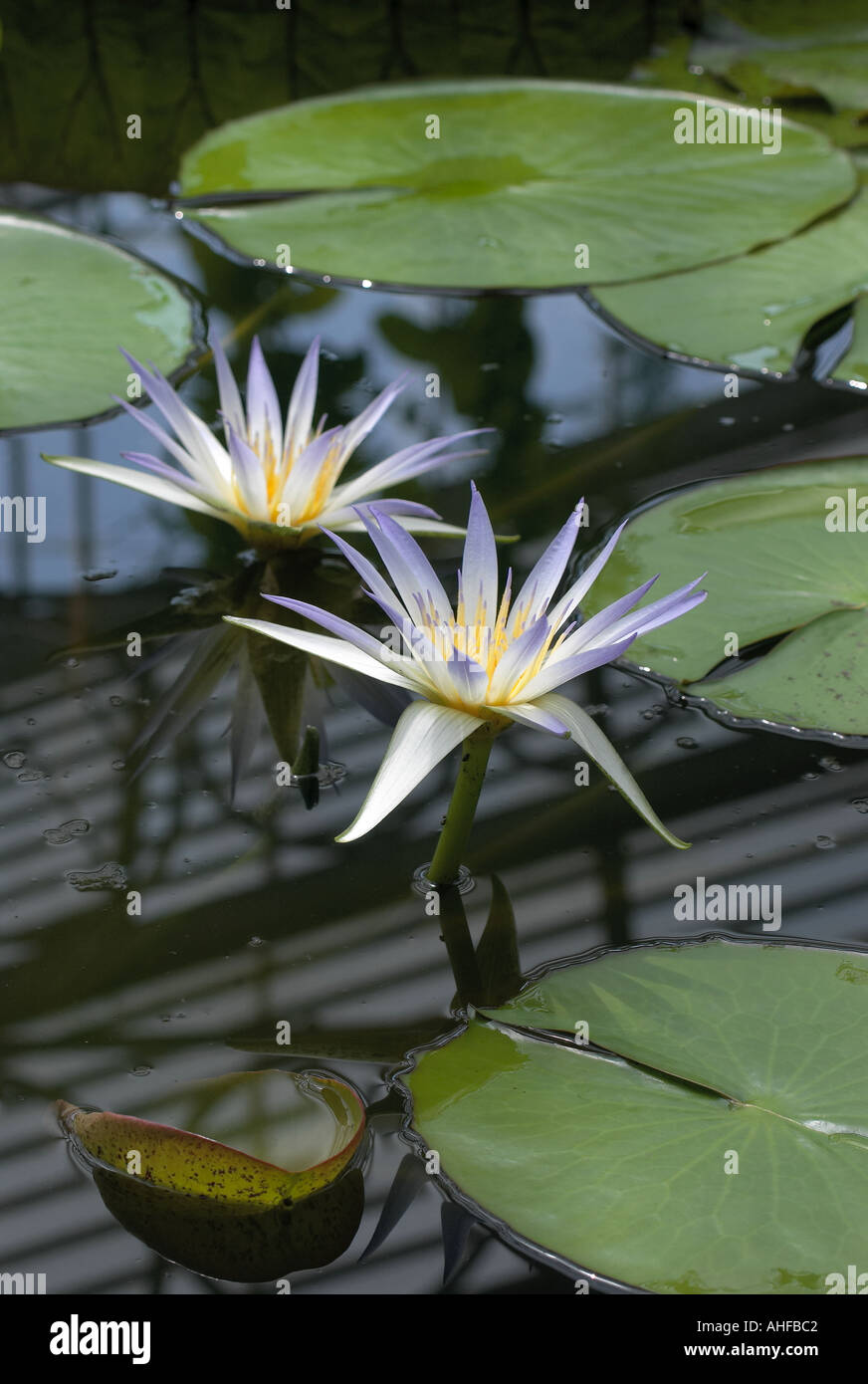 Nile lotus hi-res stock photography and images - Alamy