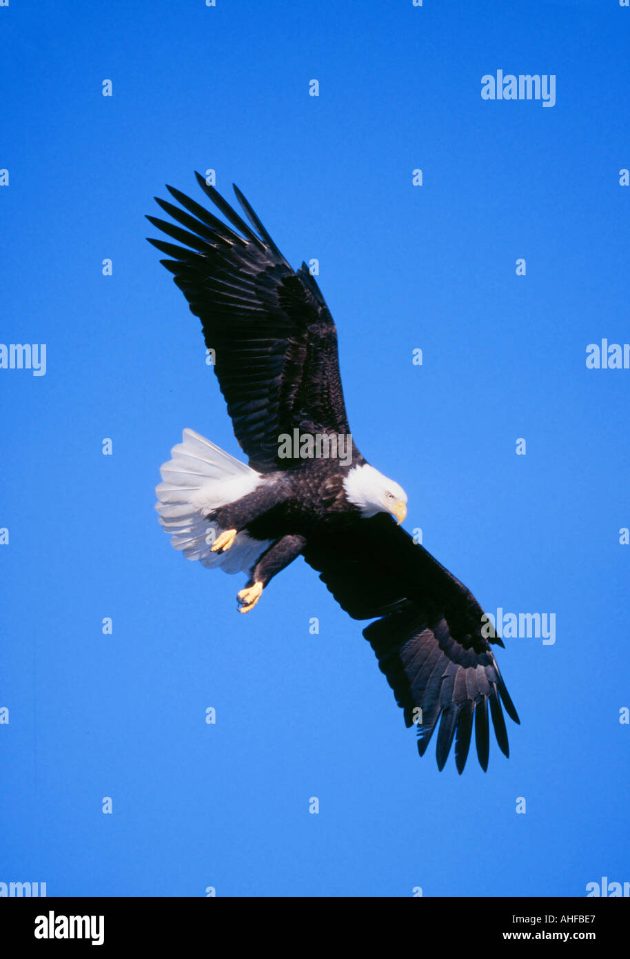 Avian eagle hi-res stock photography and images - Alamy