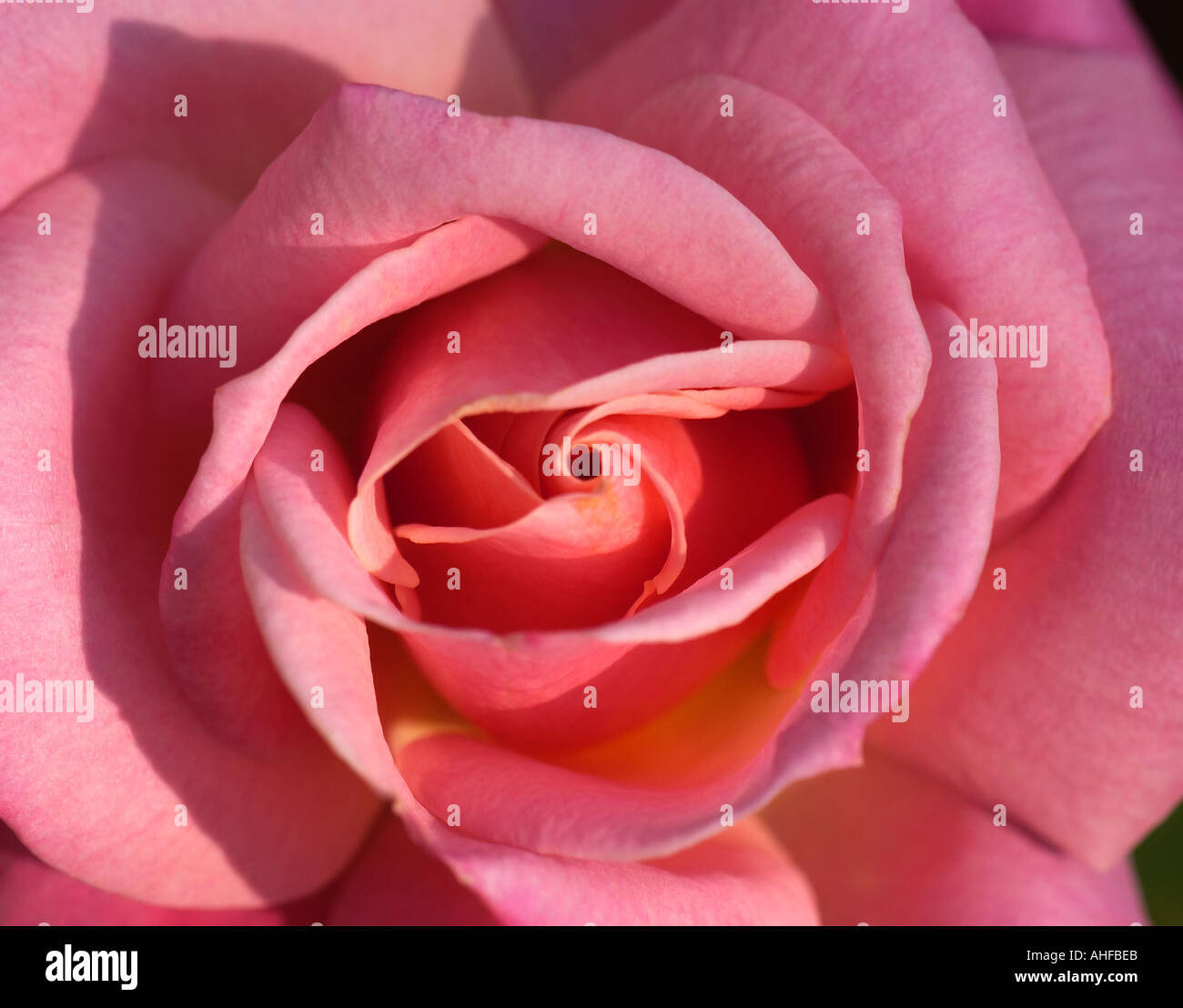 Floribunda Rose Pink Parfait Stock Photo - Alamy