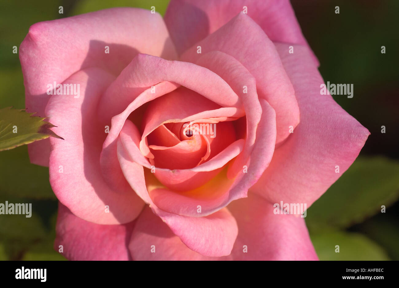 Parfait rose hi-res stock photography and images - Alamy