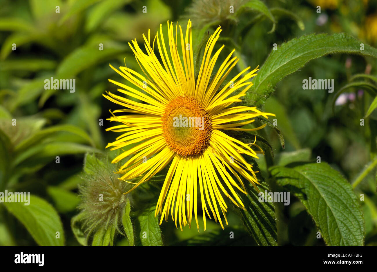 Inula hookeri flower hi-res stock photography and images - Alamy