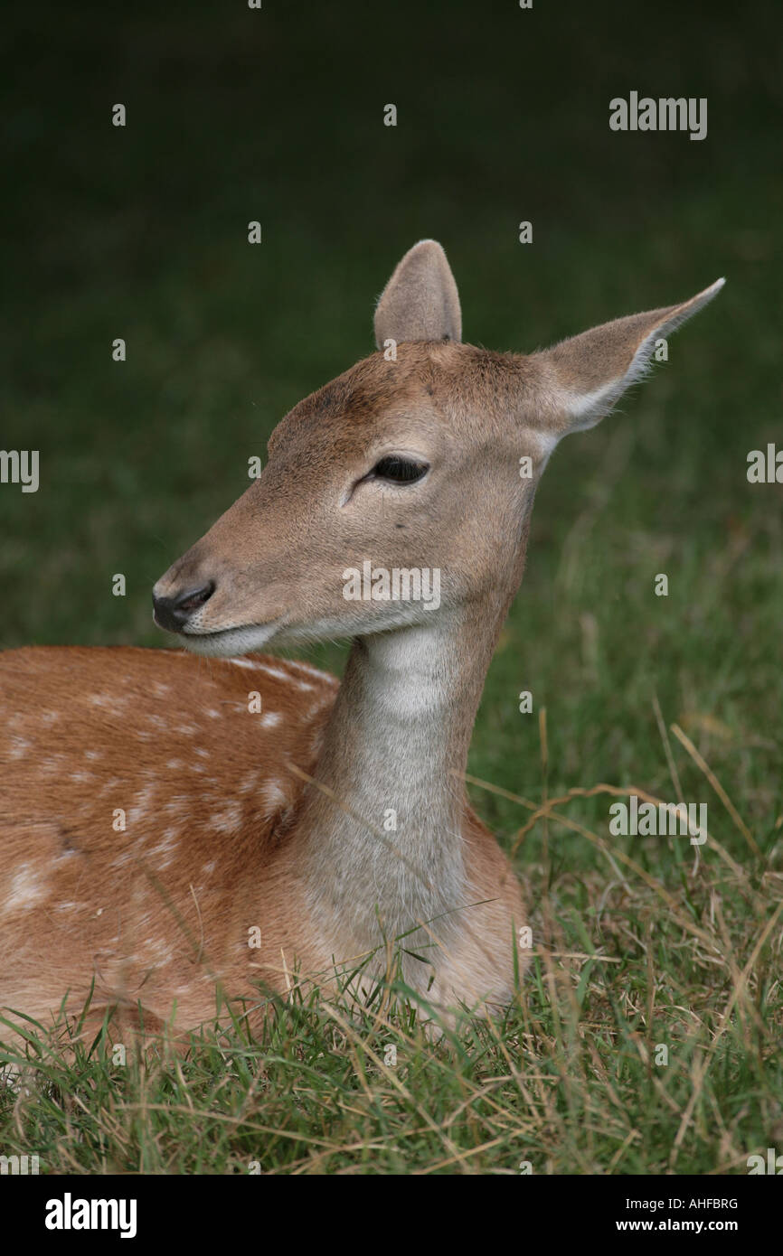 Fallow deer (Dama dama) hind sitting down Stock Photo - Alamy