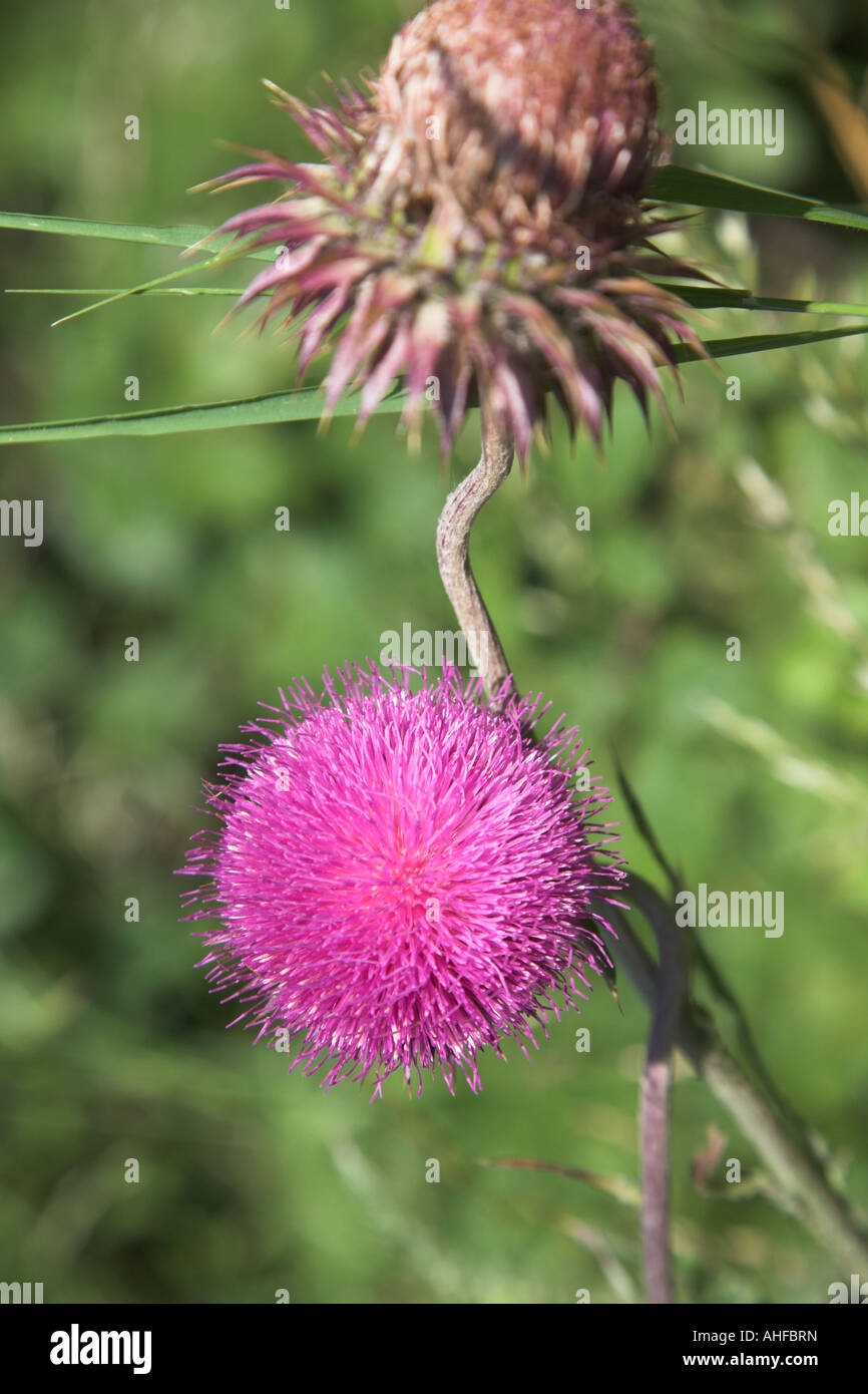 Common thistle hi-res stock photography and images - Alamy