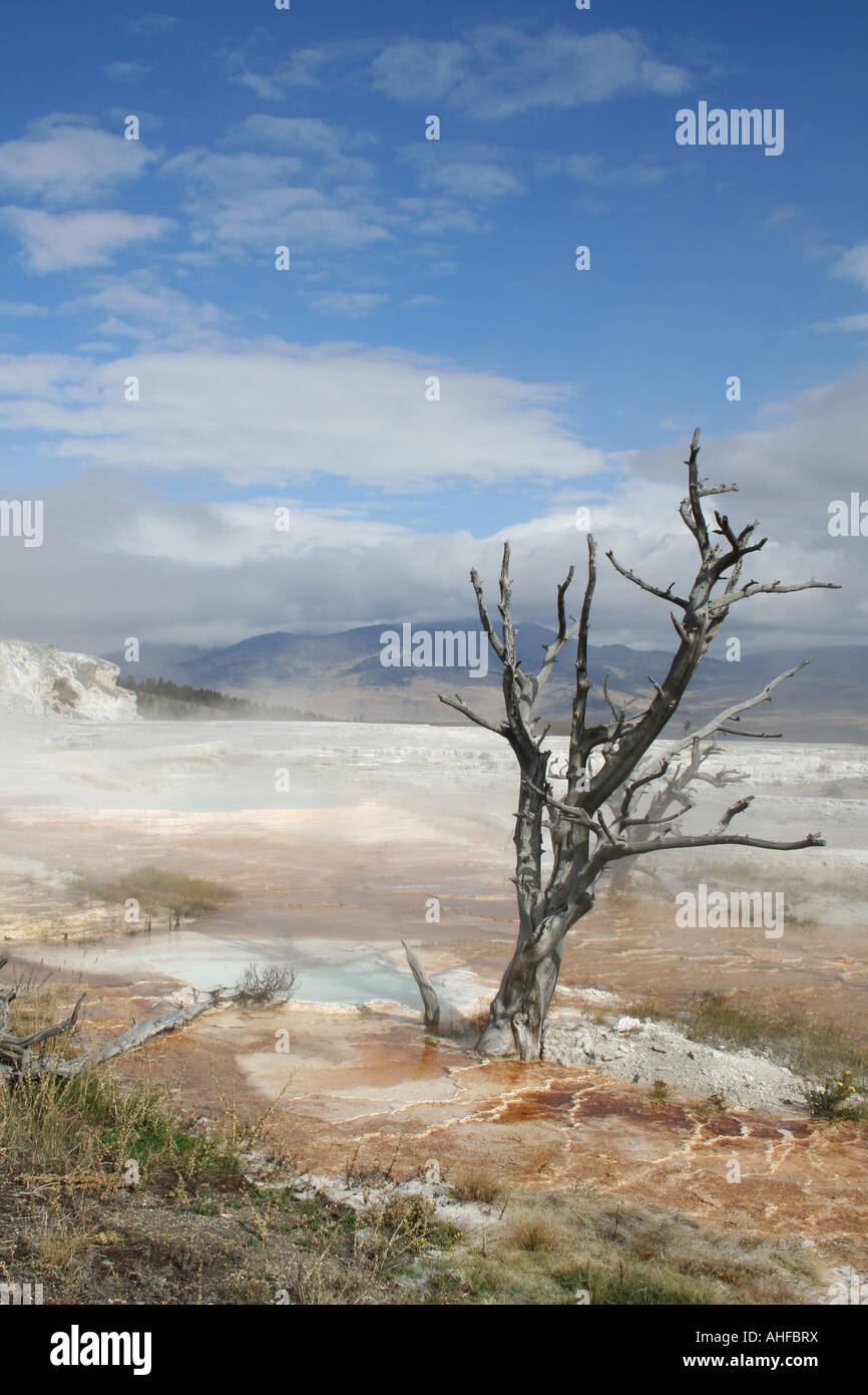 Dead Tree Main Terrace Mammoth Hot Springs Yellowstone National Park ...