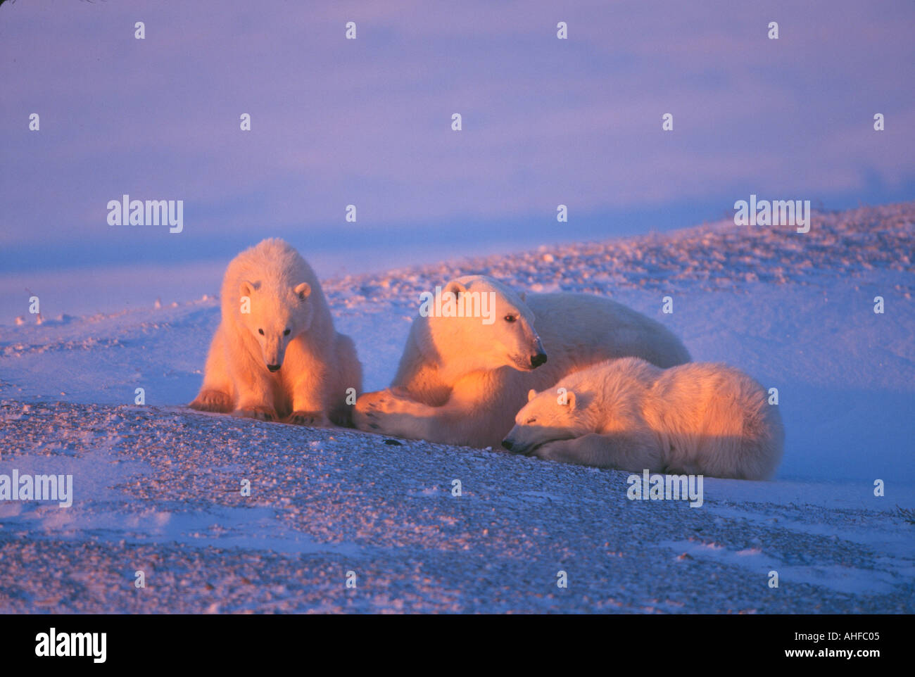 Polar bear hunt with cubs hi-res stock photography and images - Alamy