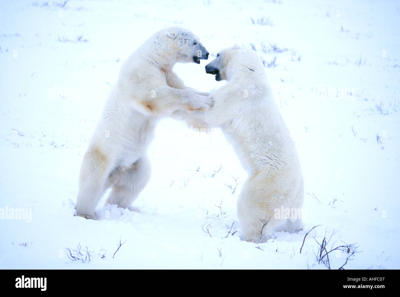 Cold fighting hi-res stock photography and images - Alamy