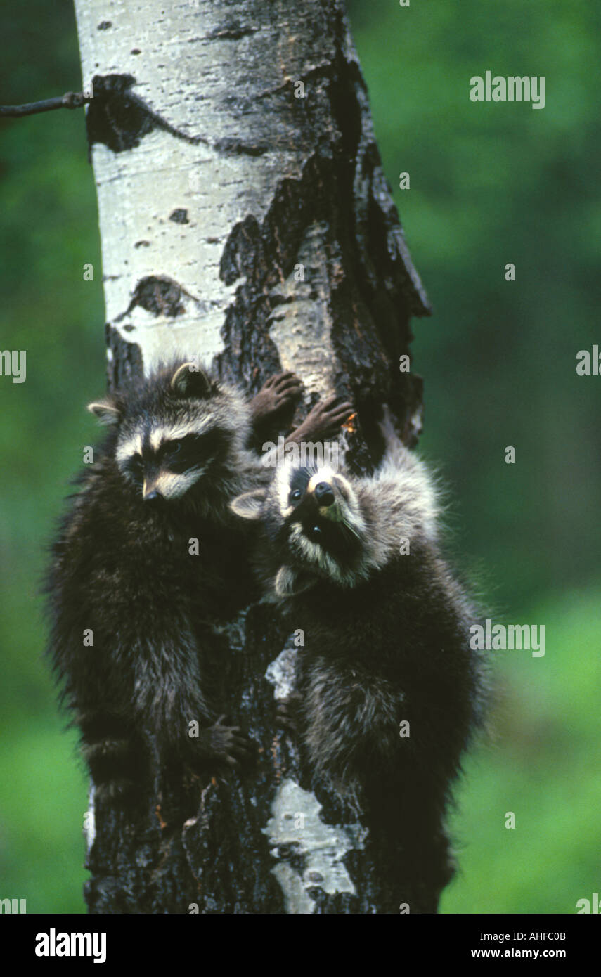 Baby raccoons tree hi-res stock photography and images - Alamy