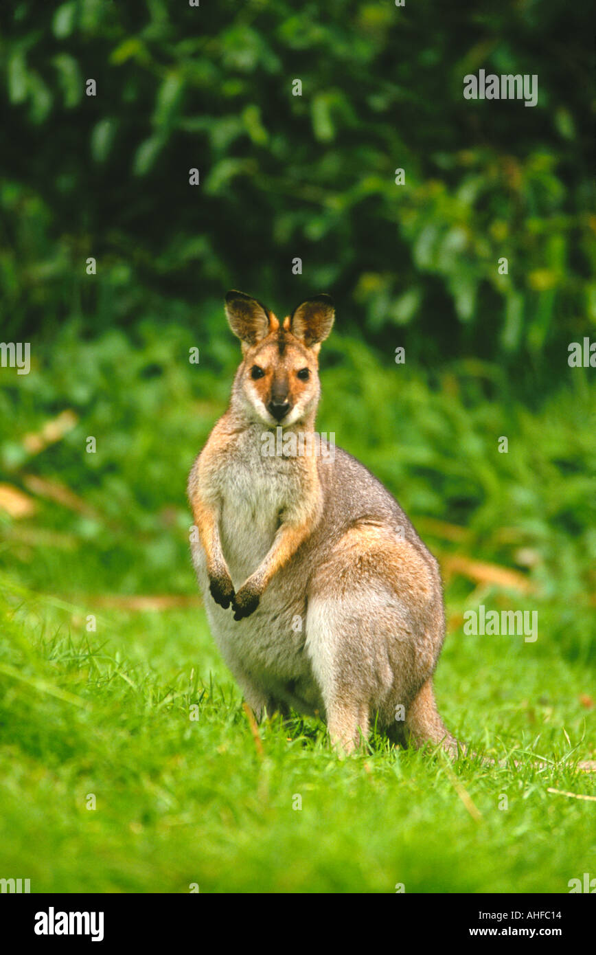 Red necked wallaby Stock Photo - Alamy