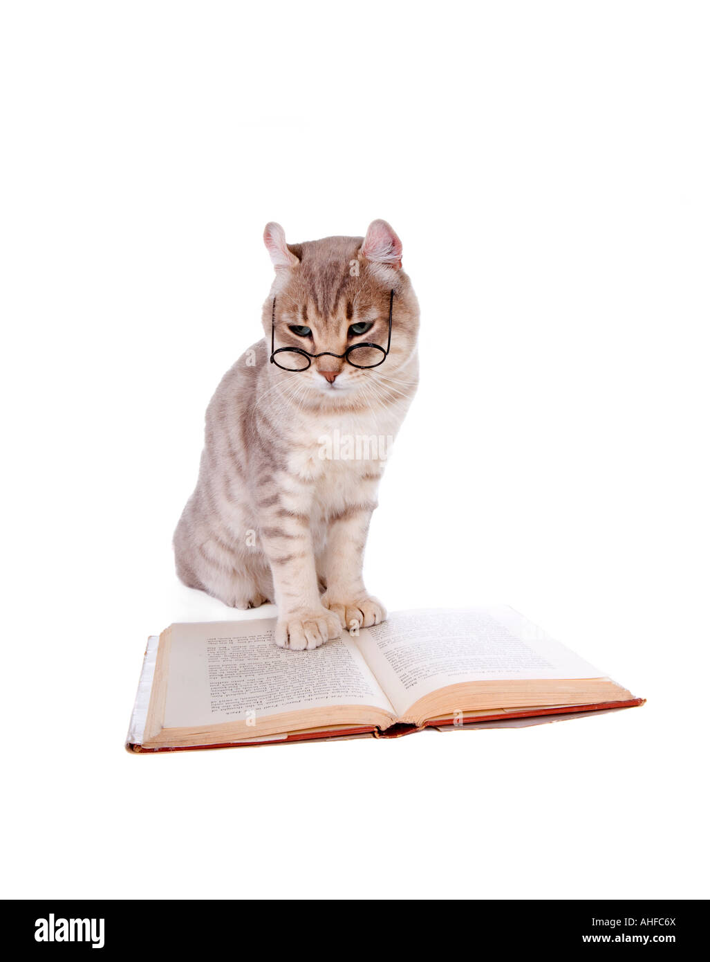 Smart Cats With Glasses