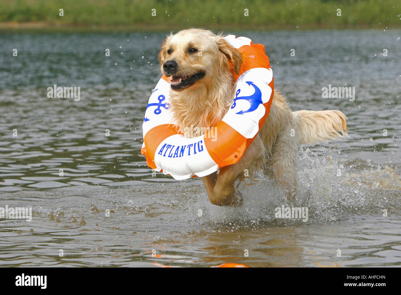 Golden Retriever with floating tire Stock Photo - Alamy