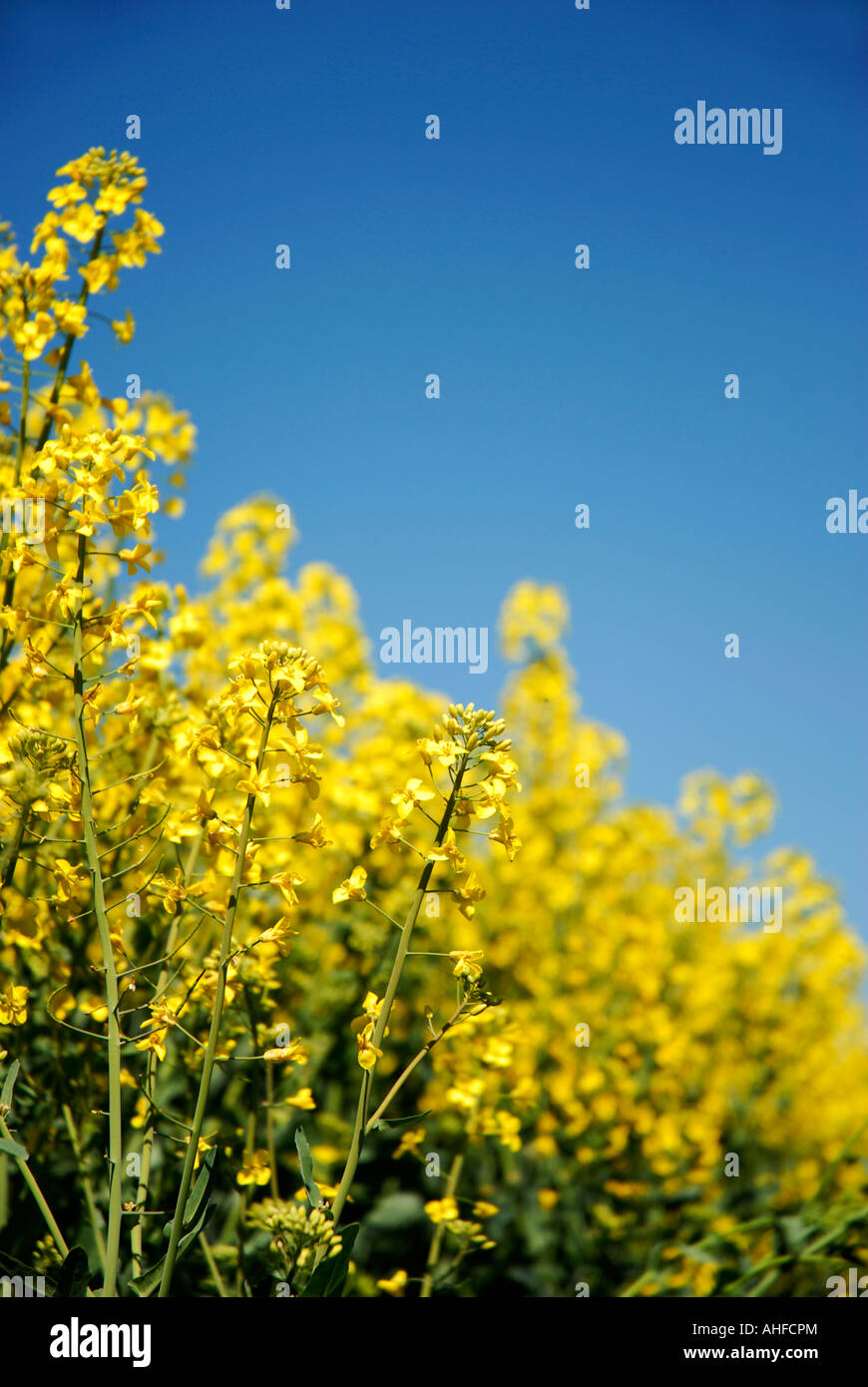 Brie region hi-res stock photography and images - Alamy