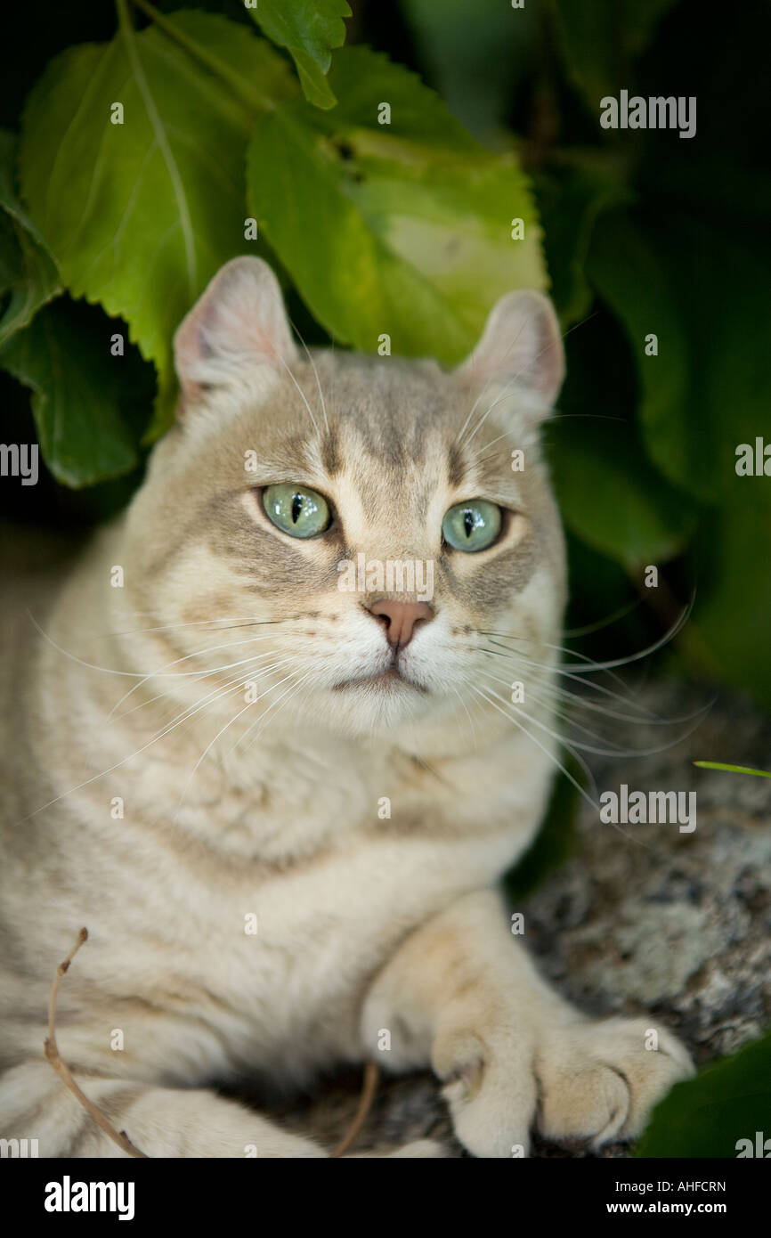 Portrait of Highlander cat outdoors Stock Photo - Alamy