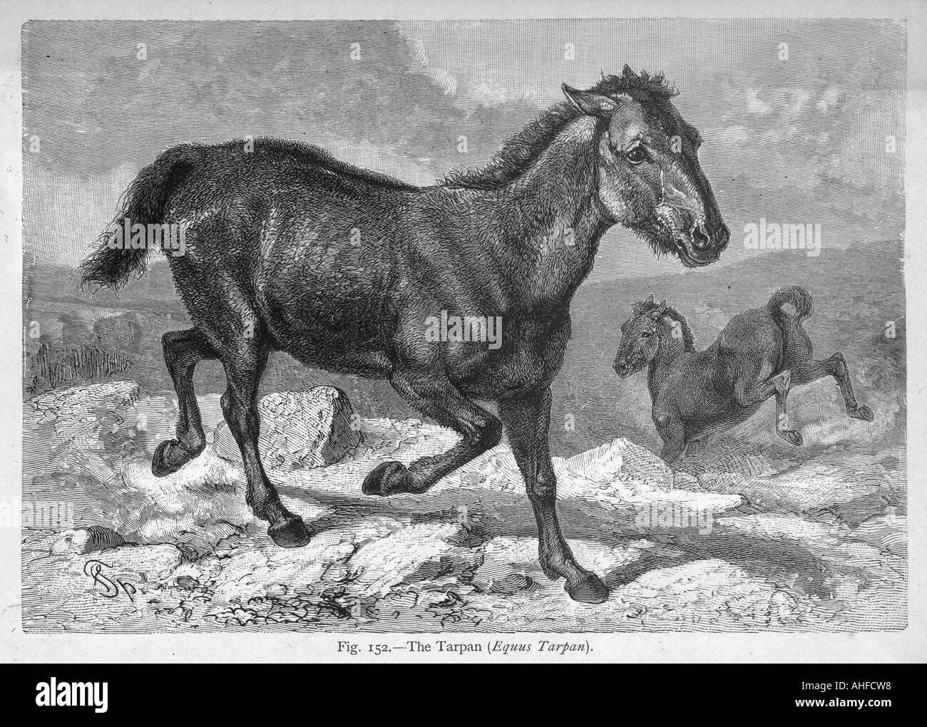 Tarpan Unknown Source Stock Photo - Alamy