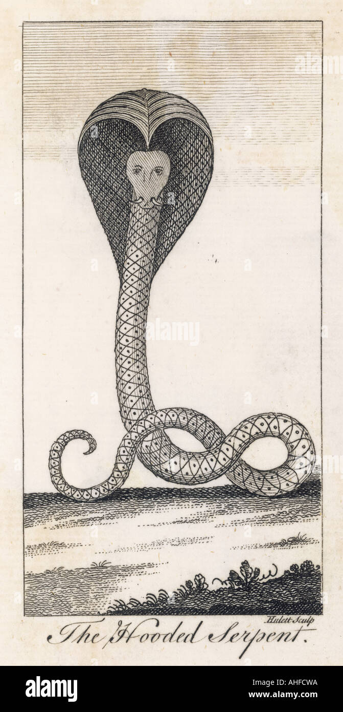 Cobra Engraving C18th Stock Photo - Alamy