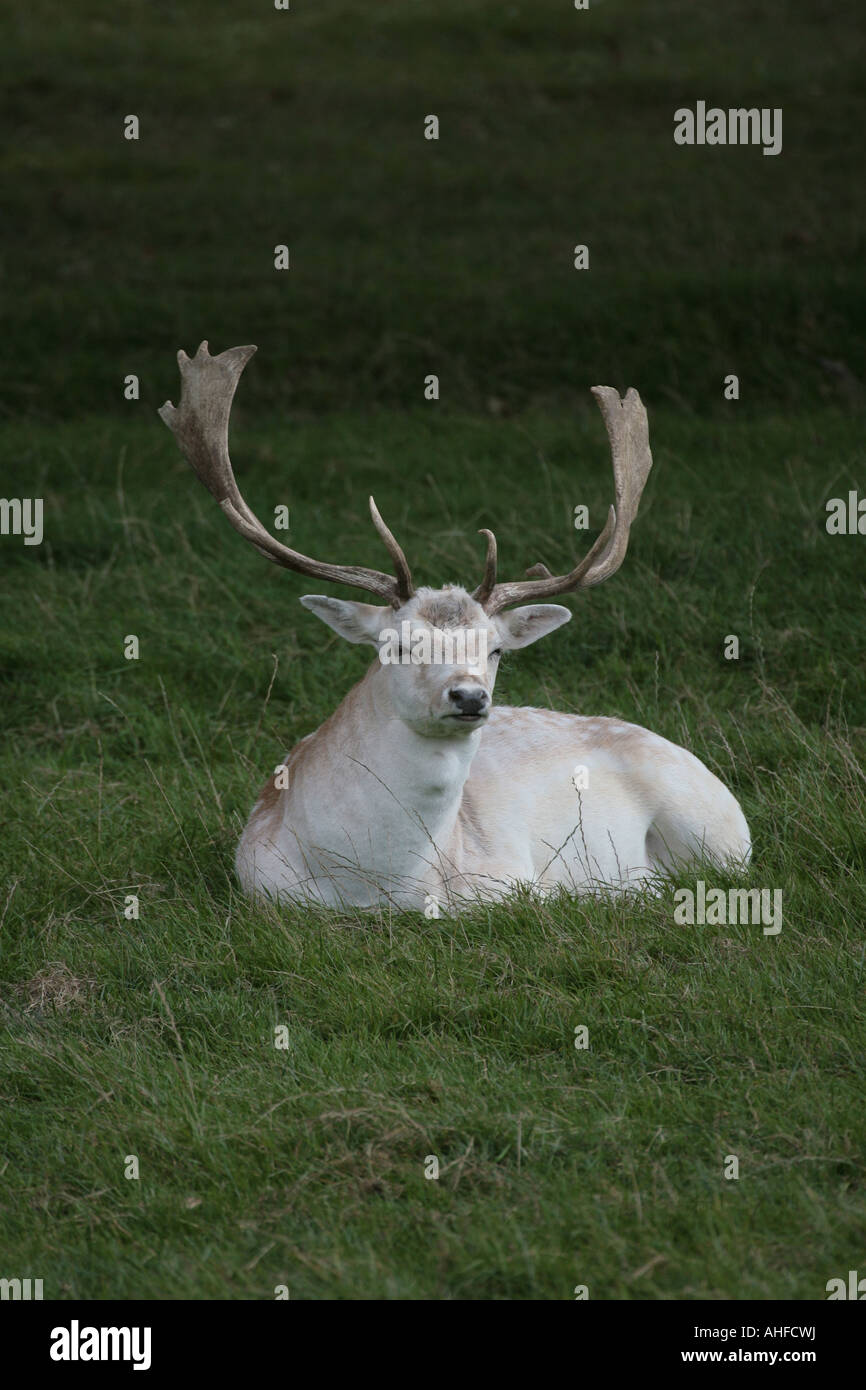 White stag sitting hi-res stock photography and images - Alamy