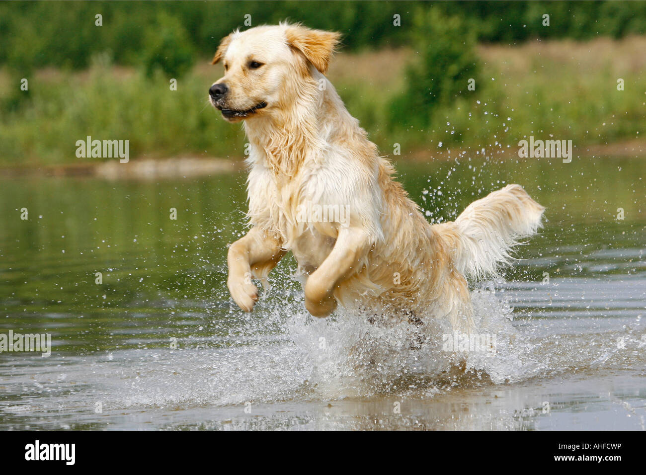 Golden Retriever Plays In Water High Resolution Stock Photography and ...
