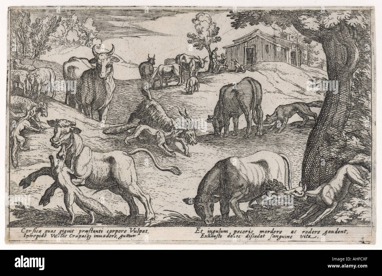 Wolves Attack Livestock Stock Photo - Alamy