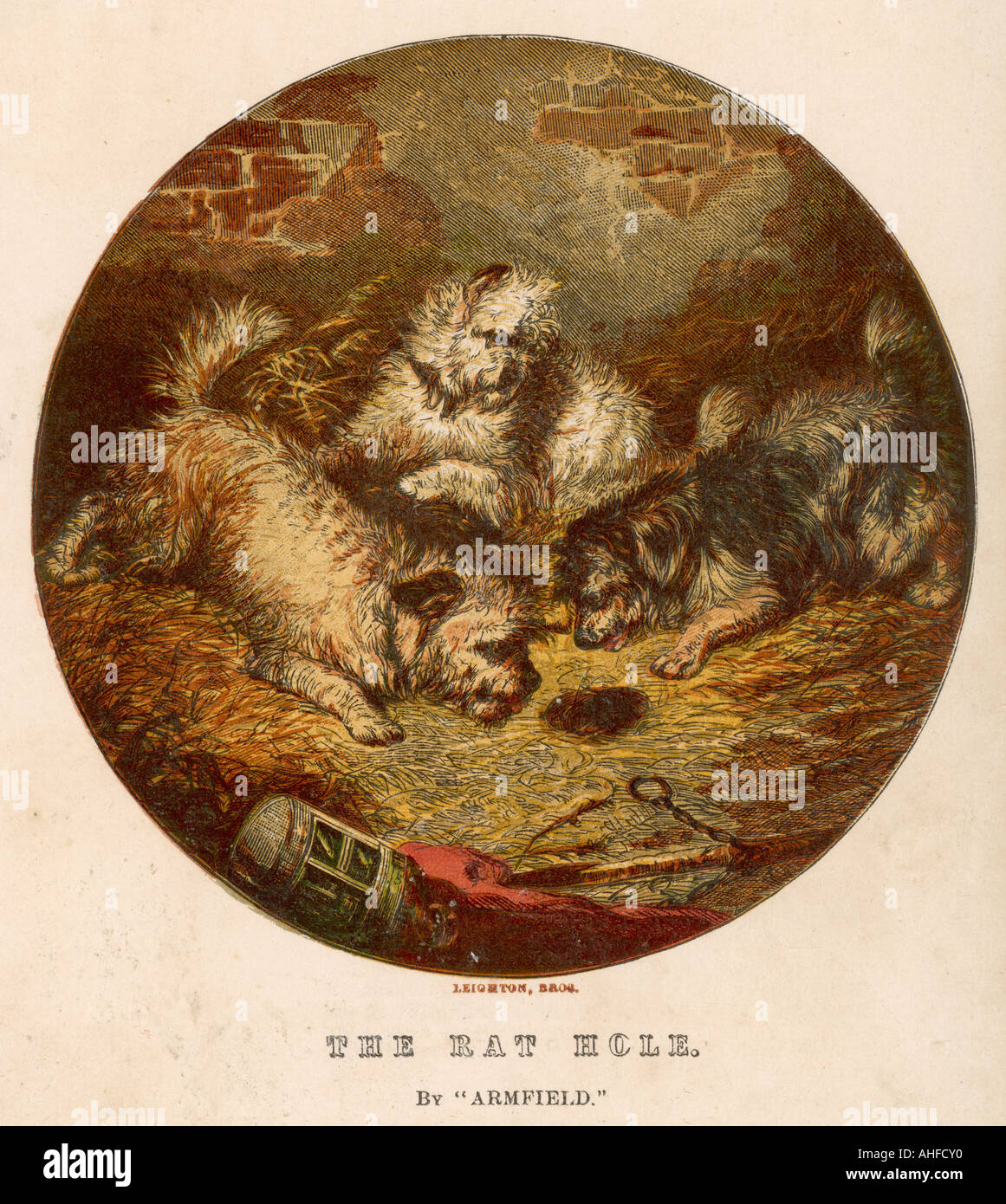 Ratting dogs hi-res stock photography and images - Alamy