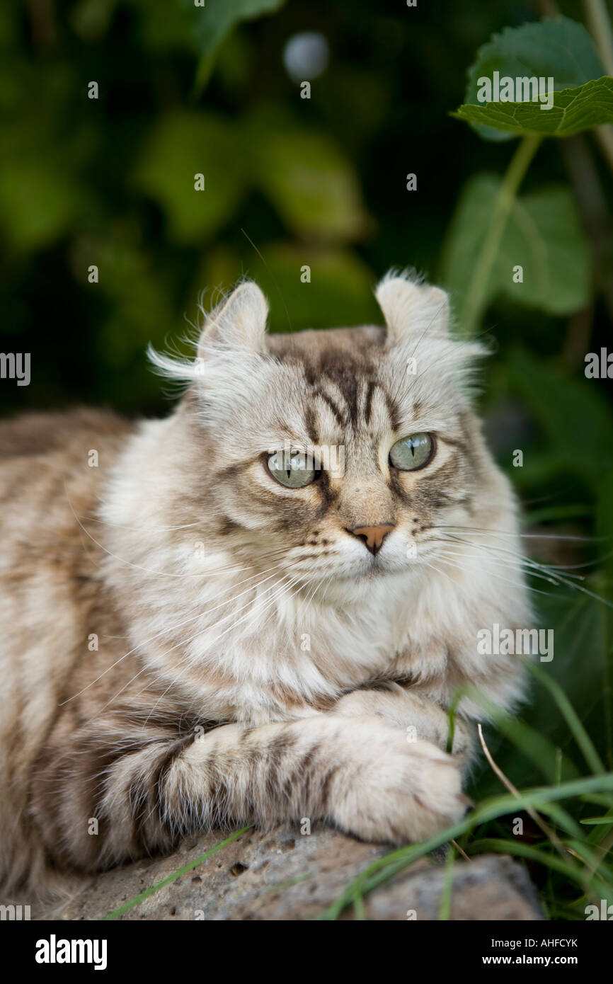 Portrait of Highlander cat outdoors Stock Photo - Alamy