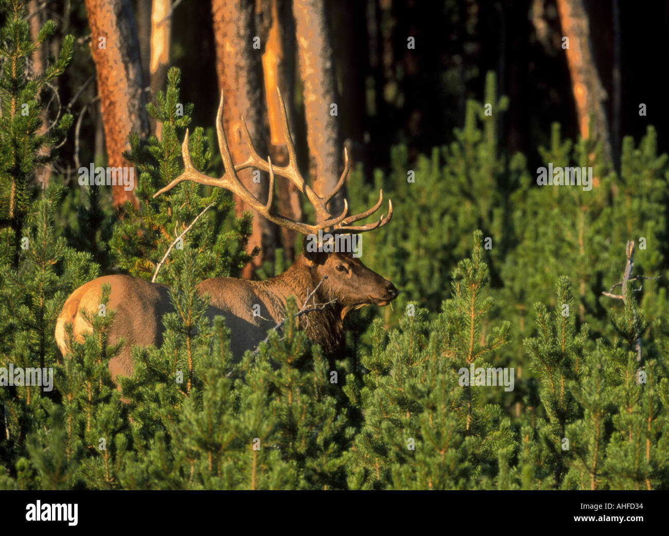 Regrowth forest yellowstone hi-res stock photography and images - Alamy