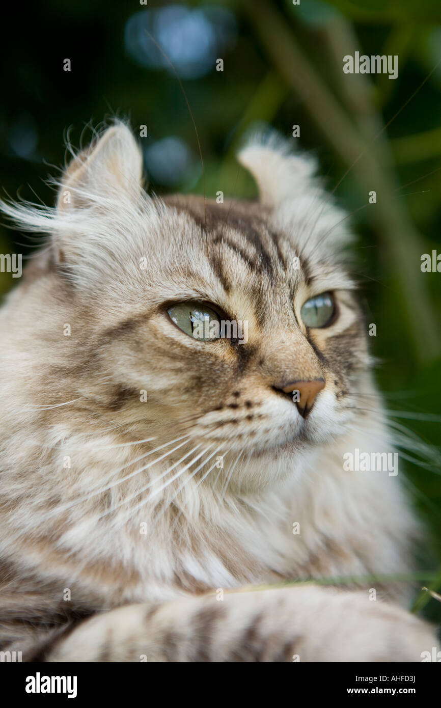 Portrait of Highlander cat outdoors Stock Photo - Alamy