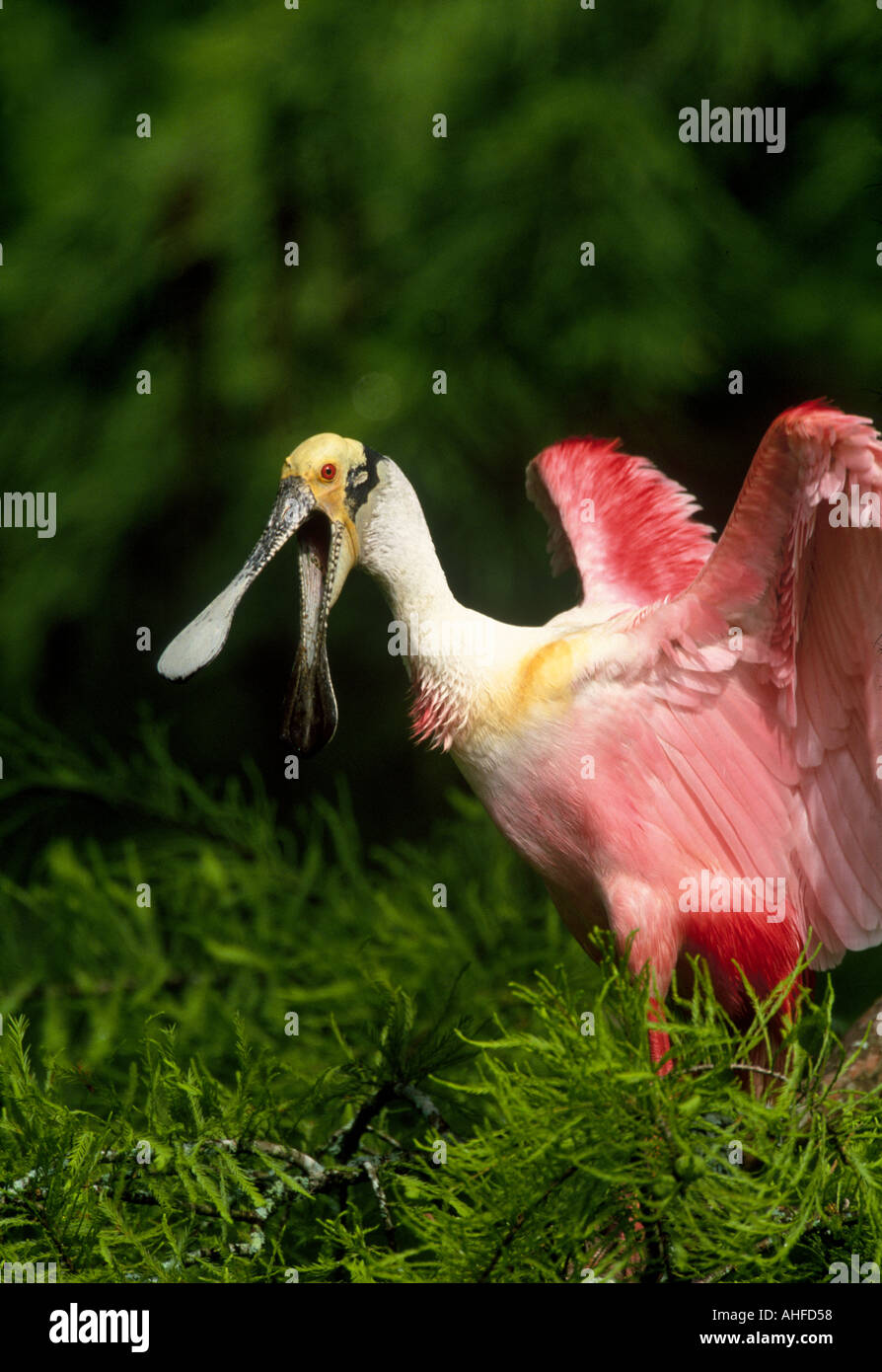 Louisiana swamp spoonbill hi-res stock photography and images - Alamy