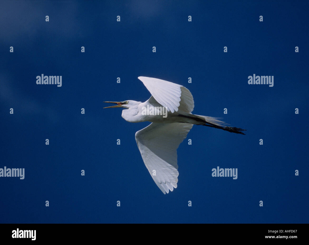 Birds flying over swamp hi-res stock photography and images - Alamy