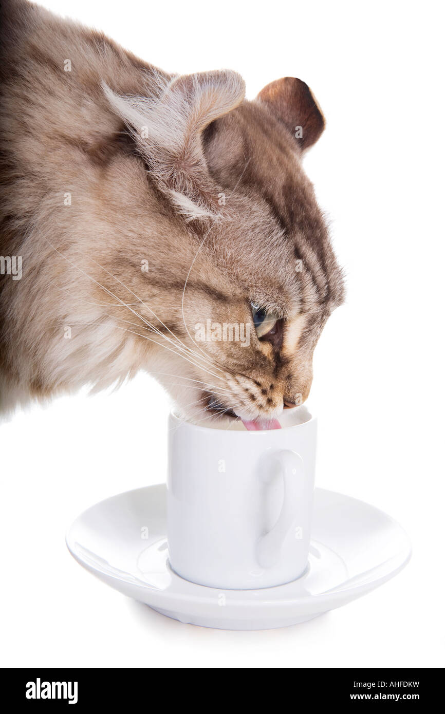 Cat drinking milk from white espresso cup with saucer isolated on white ...