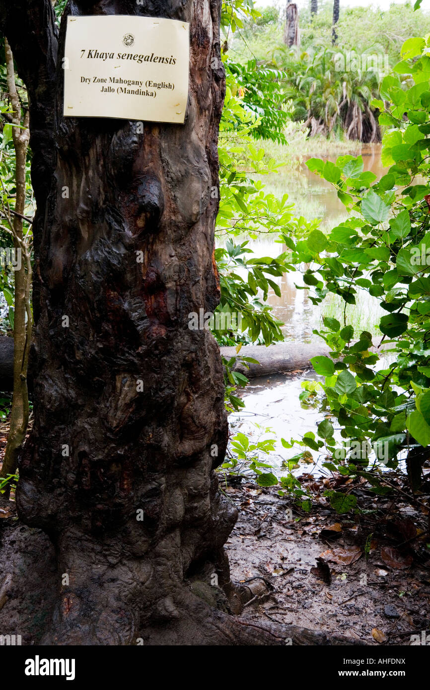 Mahogany tree africa rainforest hi-res stock photography and images - Alamy