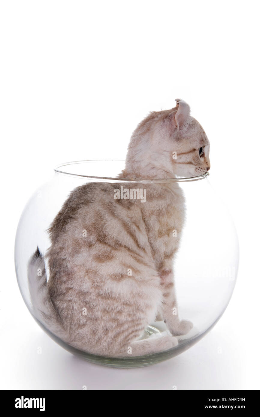 Cute kitten inside glass fishbowl isolated on white Stock Photo - Alamy
