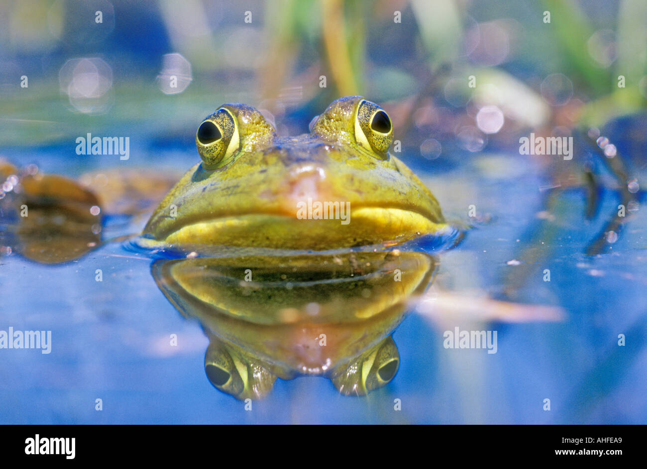 New england swamp frog hi-res stock photography and images - Alamy