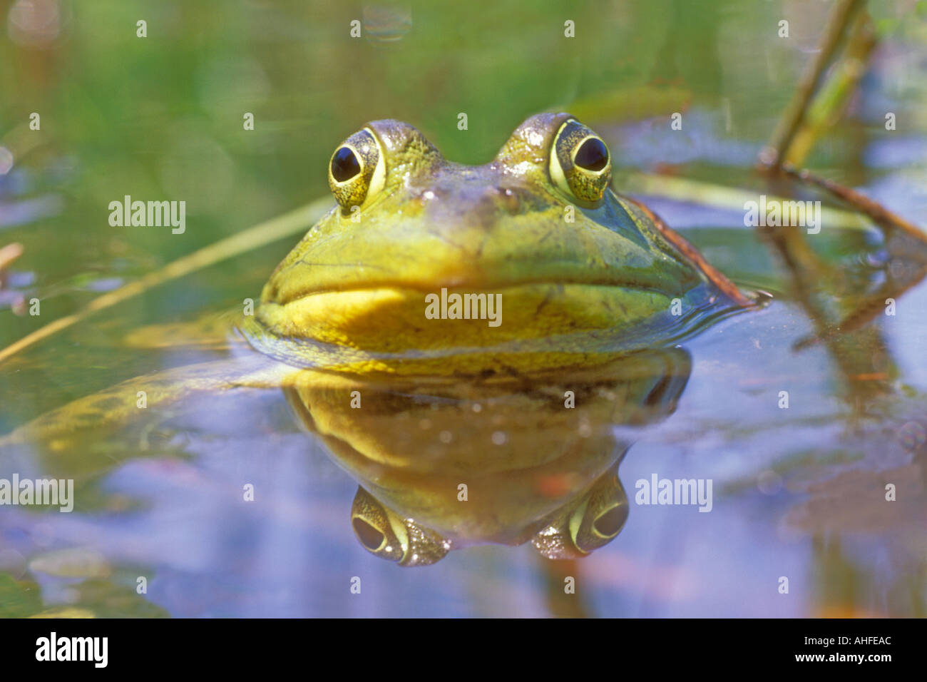 New england swamp frog hi-res stock photography and images - Alamy