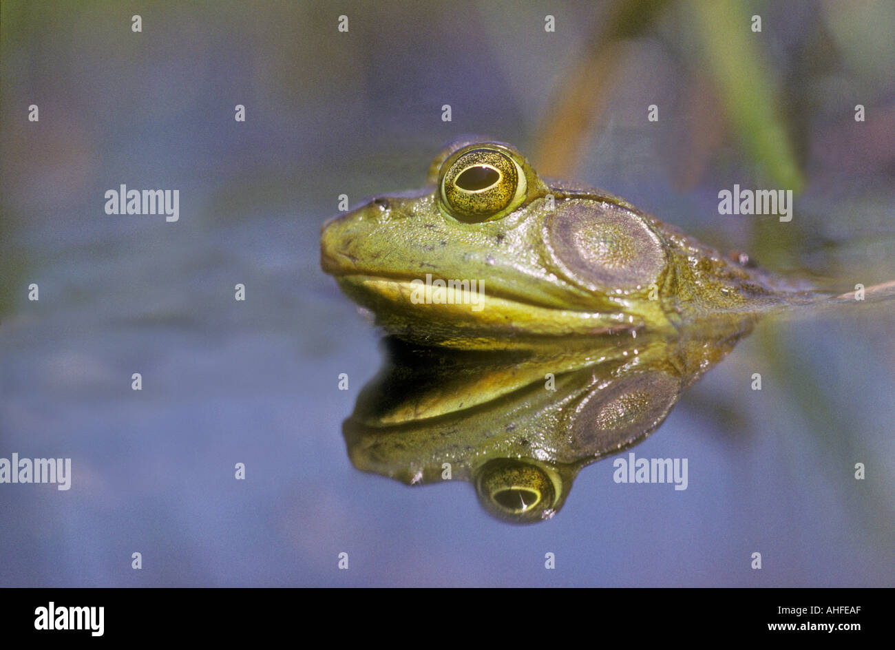 Bullfrog head Rana catesbeiana New England USA Stock Photo - Alamy