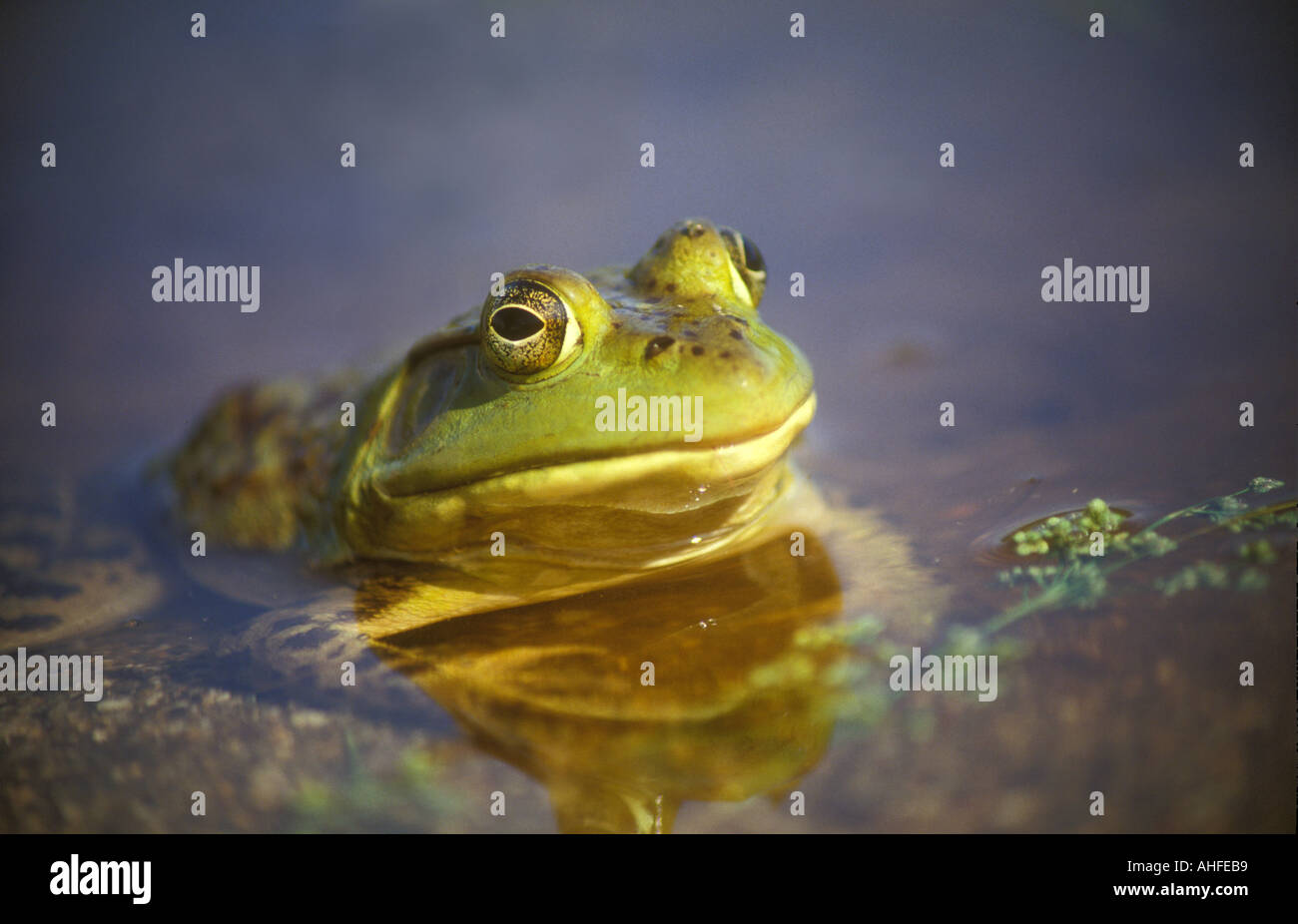 Bullfrog Rana catesbeiana Acadia national park New England USA Stock ...