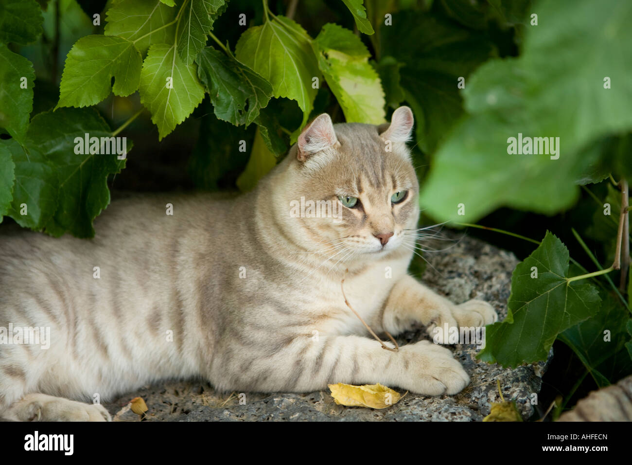 Portrait of Highlander cat outdoors Stock Photo - Alamy