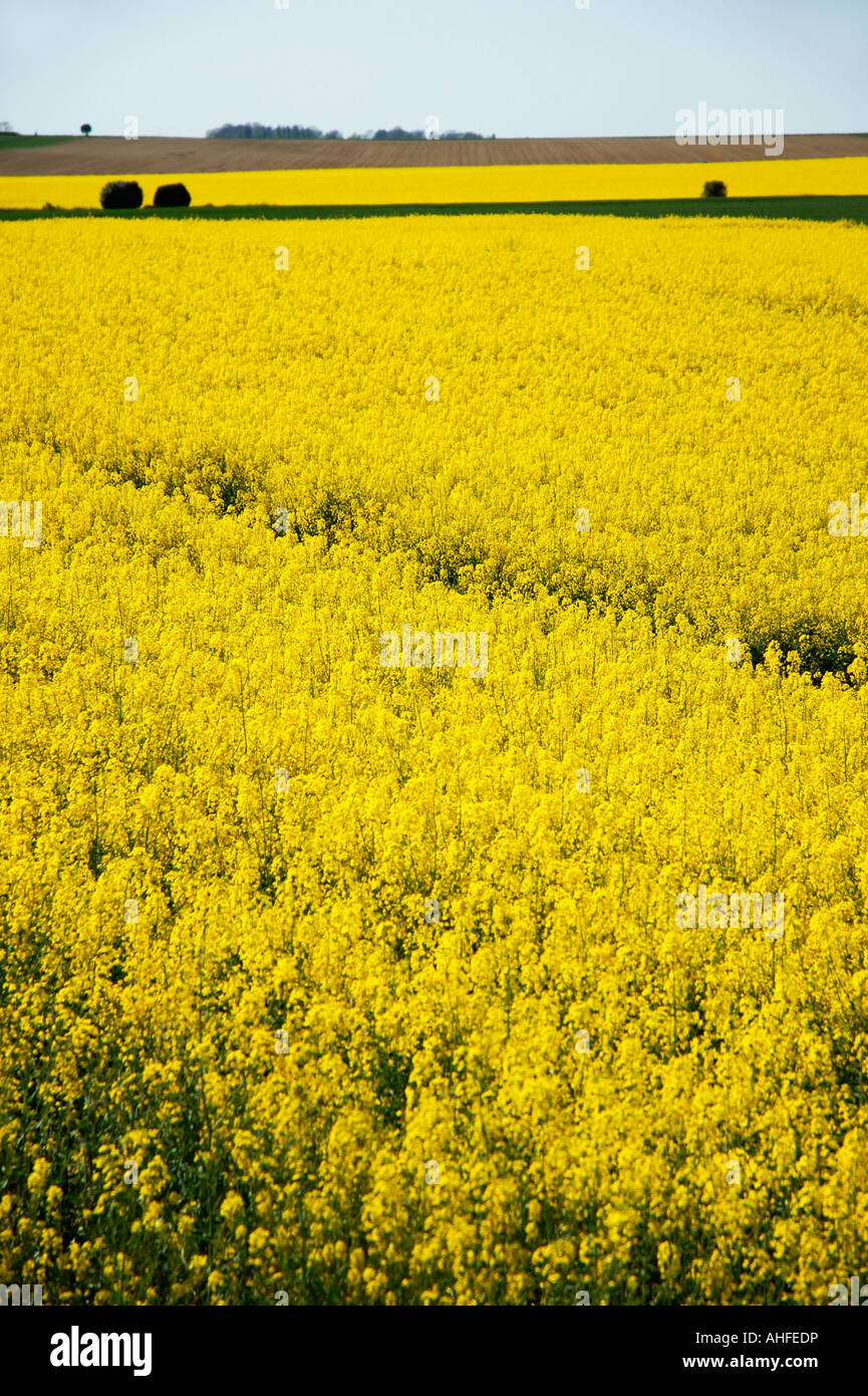 Brie region hi-res stock photography and images - Alamy