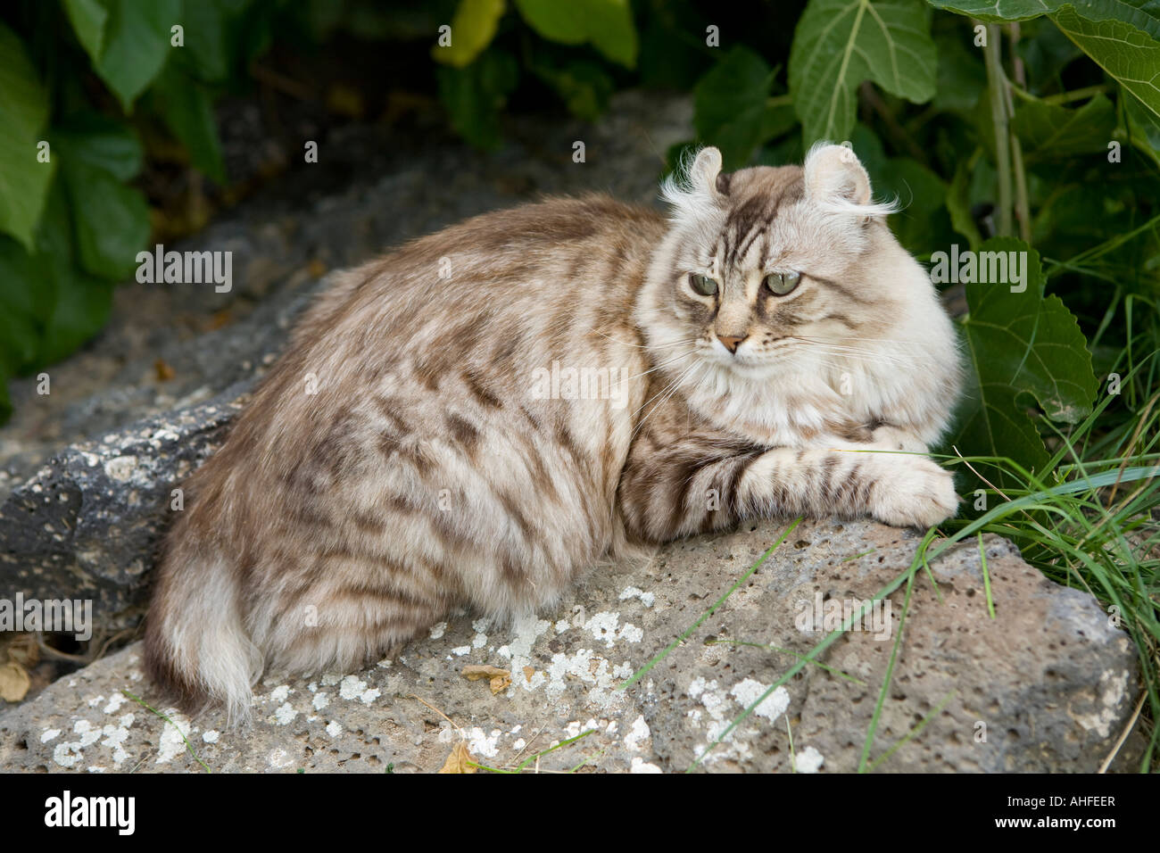Portrait of Highlander cat outdoors Stock Photo - Alamy