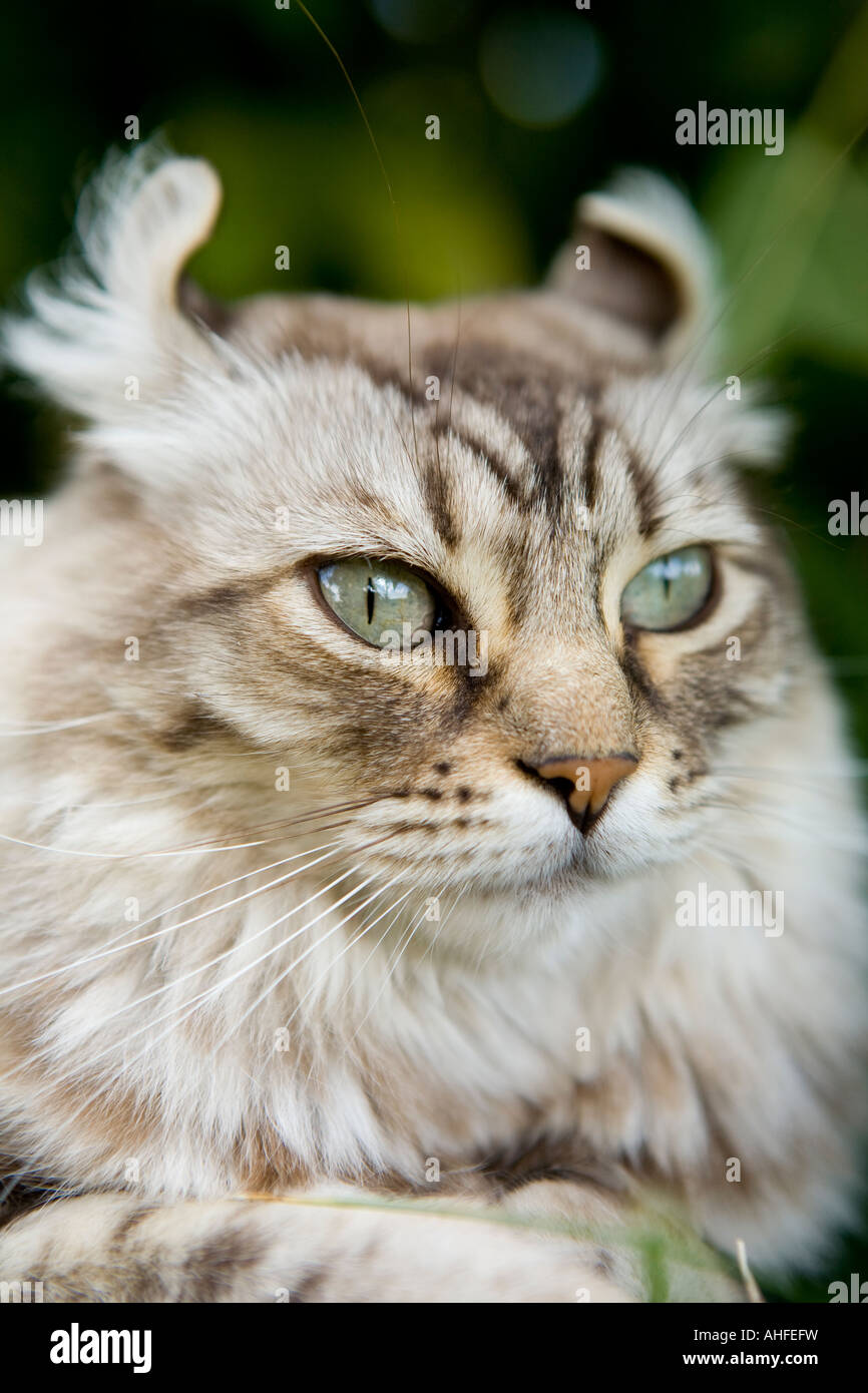 Portrait of Highlander cat outdoors Stock Photo - Alamy