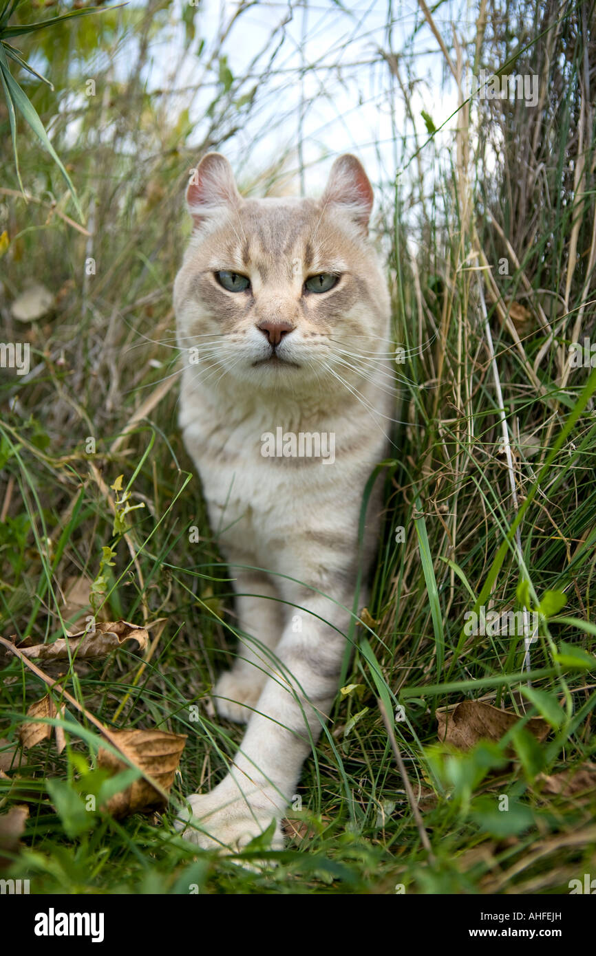 Highlander cat outdoors in the tall grass Stock Photo - Alamy