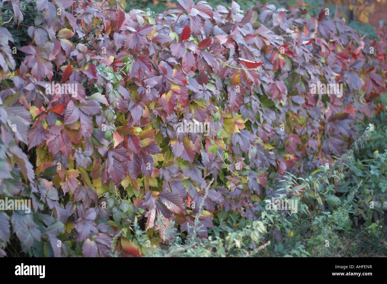 Red fall Boston ivy (Partenocissus tricuspidata) ornamental plant in ...