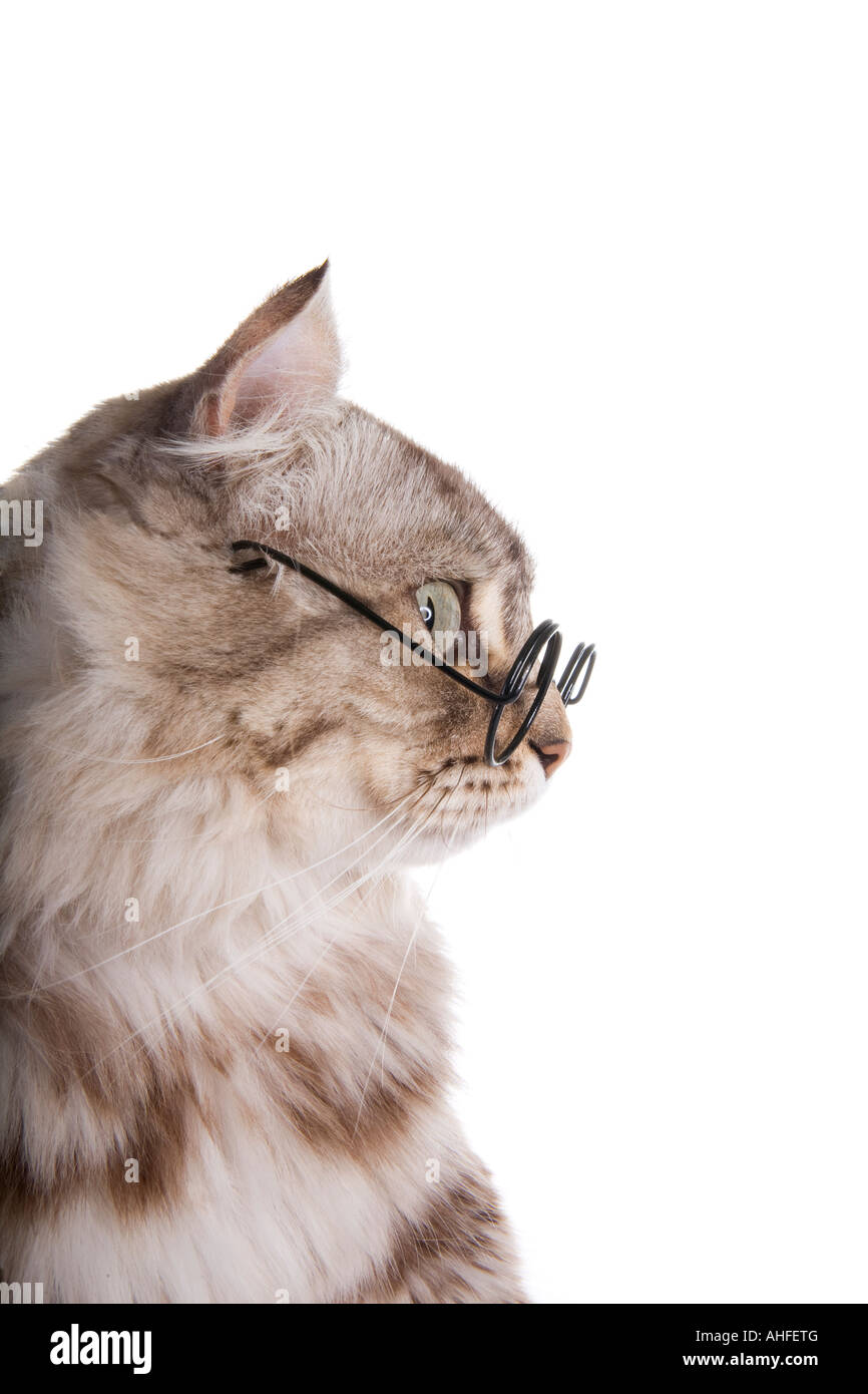 Cat wearing glasses profile isolated on white Stock Photo - Alamy