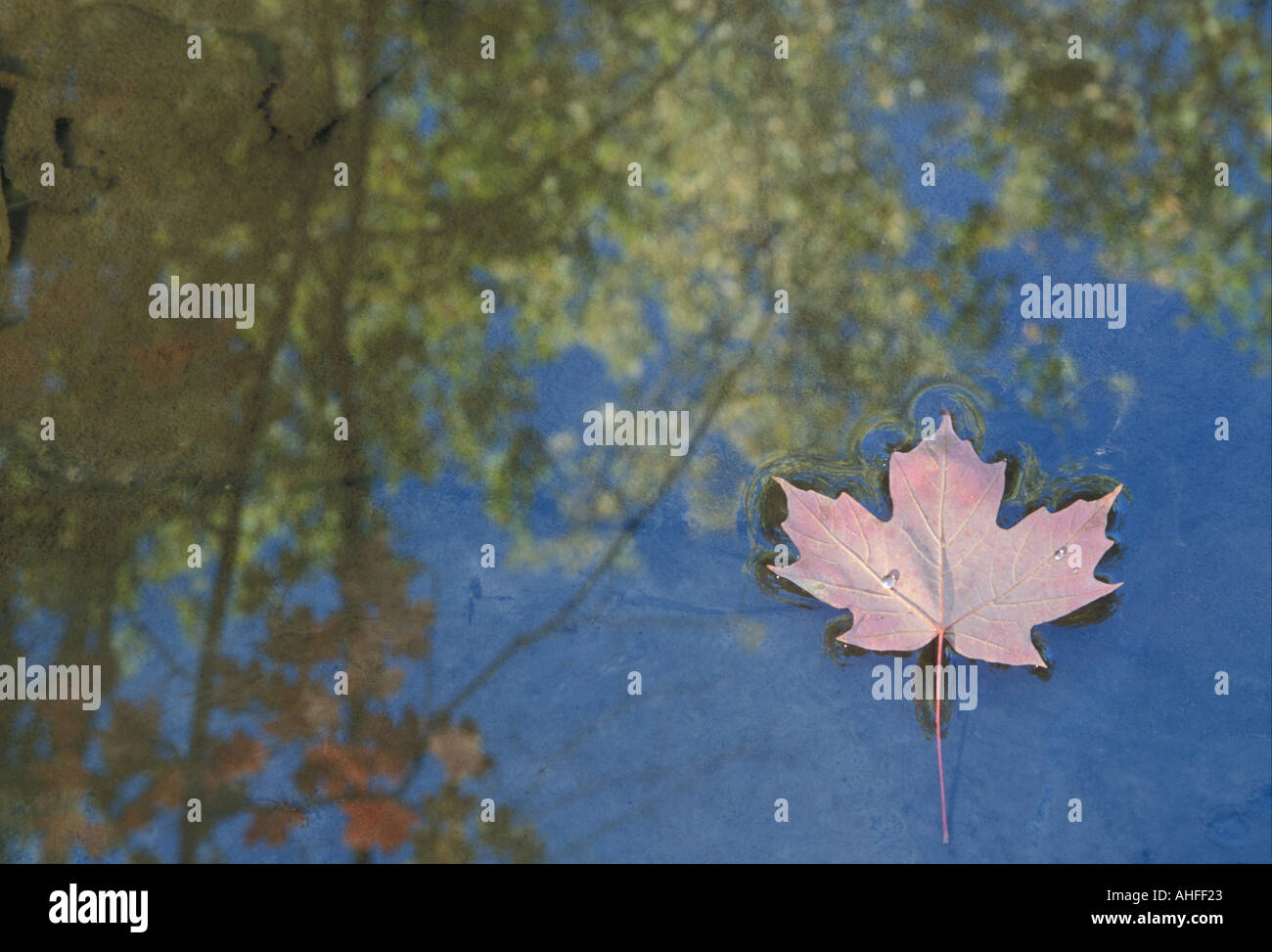 Single fallen leaf in river Stock Photo - Alamy