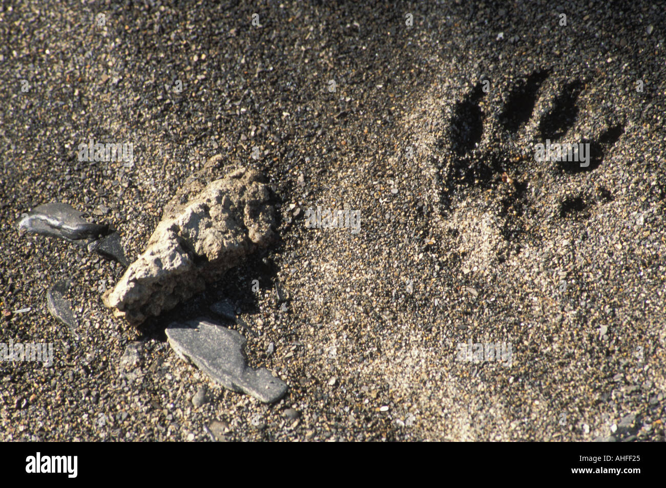 Raccoon in sand hi-res stock photography and images - Alamy