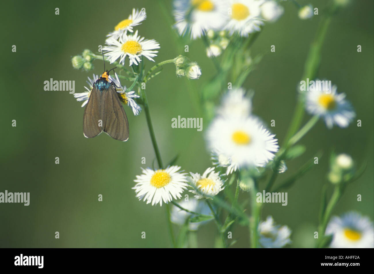 Feeding moth on wildflower Stock Photo - Alamy