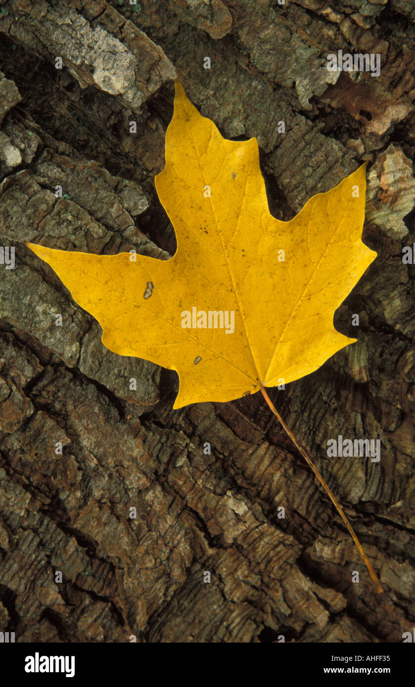 Lone maple leaf hi-res stock photography and images - Alamy